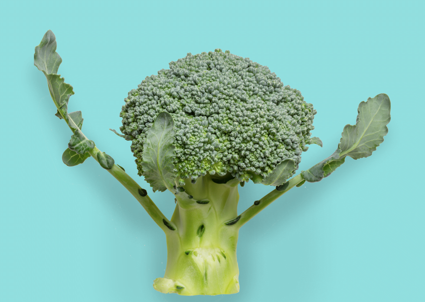 Veggie Hack: Weniger Fleisch für mehr Klima - Carmino